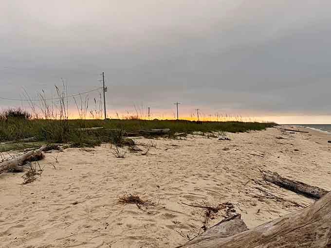 Mother Nature's driftwood sculptures dot this pristine shoreline like abstract art in an open-air gallery.