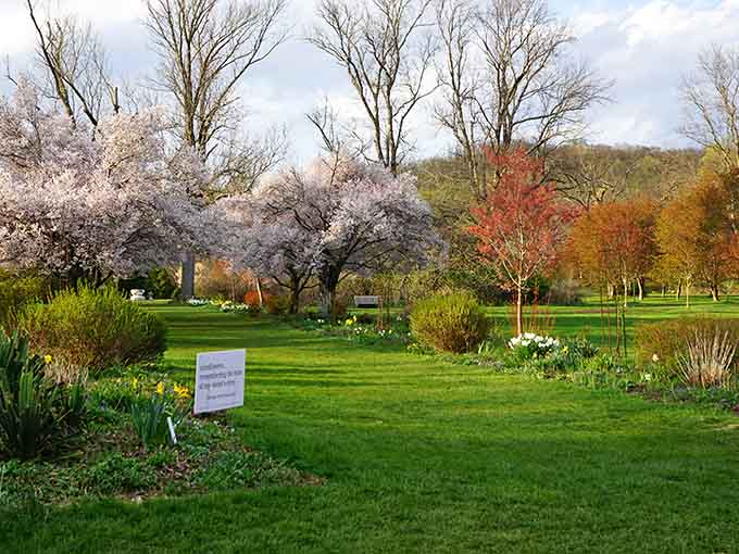 When the cherry blossoms bloom, even the trees can't help but show off a little for the camera.