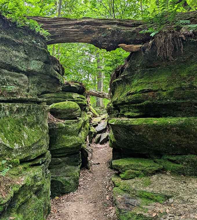 Ancient stone corridors draped in emerald velvet, proving Mother Nature has better interior designers than anyone on HGTV.