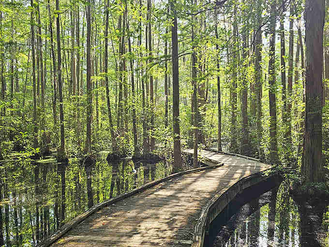 When nature builds a cathedral, it uses cypress trees, dark water, and reflections that'll mess with your mind.