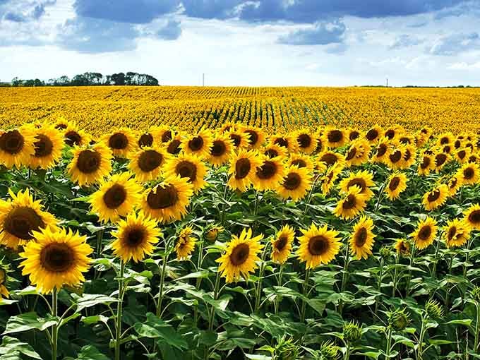 This sea of yellow makes you wonder if happiness grows on stalks and follows the sun.