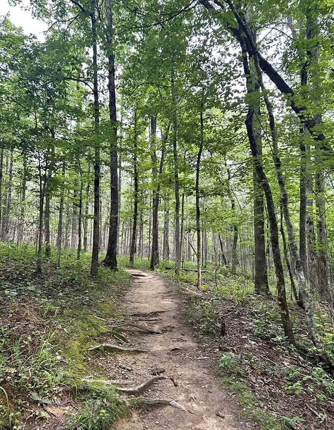 This forest path whispers promises of waterfalls ahead, where sunlight filters through ancient trees like nature's own cathedral.