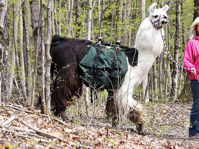 Meet your new hiking companions who have better posture than you and absolutely zero interest in small talk.