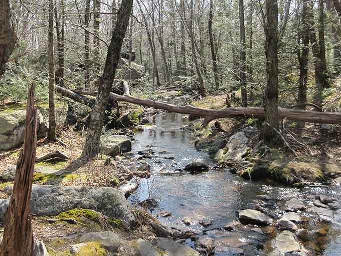 Clear water tumbles over moss-covered stones, creating the kind of soundtrack that makes meditation apps jealous.