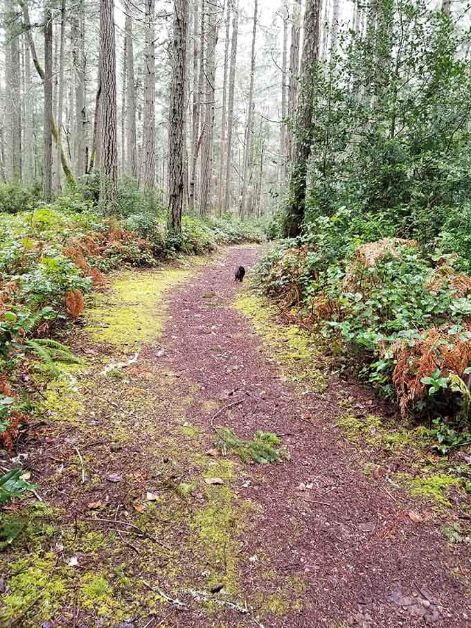 Winding forest paths where moss-covered trees stand like ancient sentinels guarding the island's secrets and your sanity.