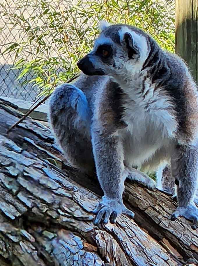 Ring-tailed lemurs looking like they just stepped out of a Madagascar movie, minus the singing and dancing routines thankfully.