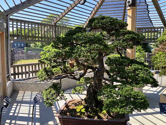 A perfectly manicured bonsai reminds us that good things really do come in small, carefully cultivated packages.
