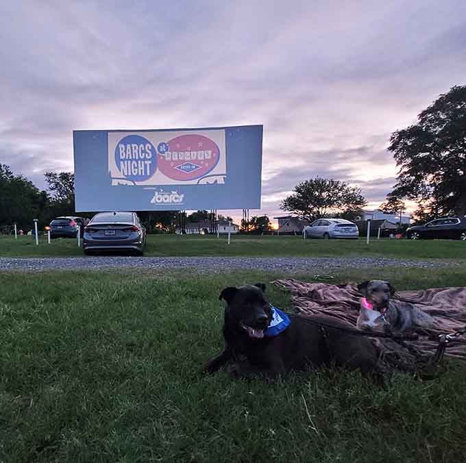 Even the family dog gets to enjoy movie night, proving this is truly entertainment for absolutely everyone.