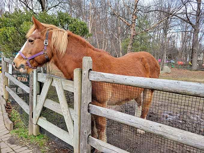This horse has that wise, knowing look that makes you want to ask for life advice.