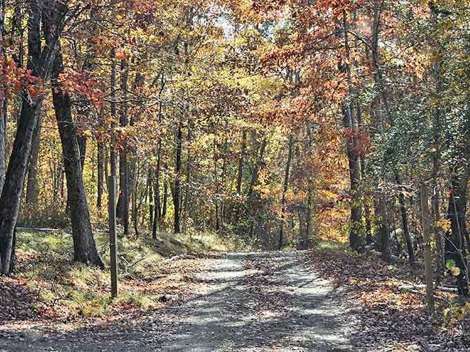 Fall transforms these trails into a corridor of gold and crimson that makes you forgive Alabama for its summer humidity.