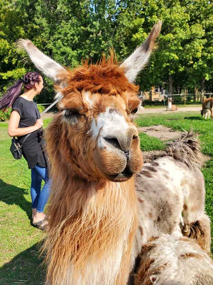 That face, those eyes, that magnificent hair&mdash;this llama has clearly mastered the art of the close-up.