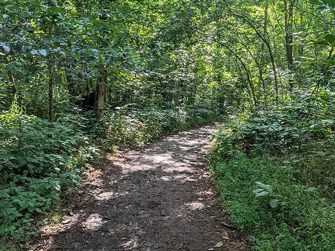 Shaded forest trails lead you through green tunnels where the only soundtrack is birdsong and rustling leaves overhead.