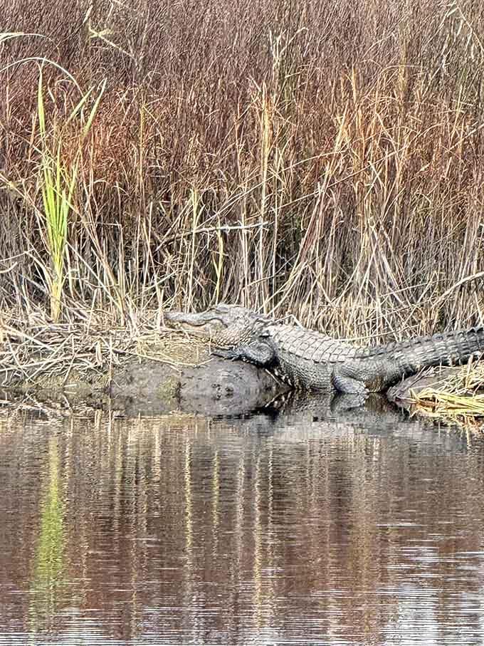 Yes, that's a real alligator sunbathing by the reeds, doing absolutely nothing and living its best prehistoric life.
