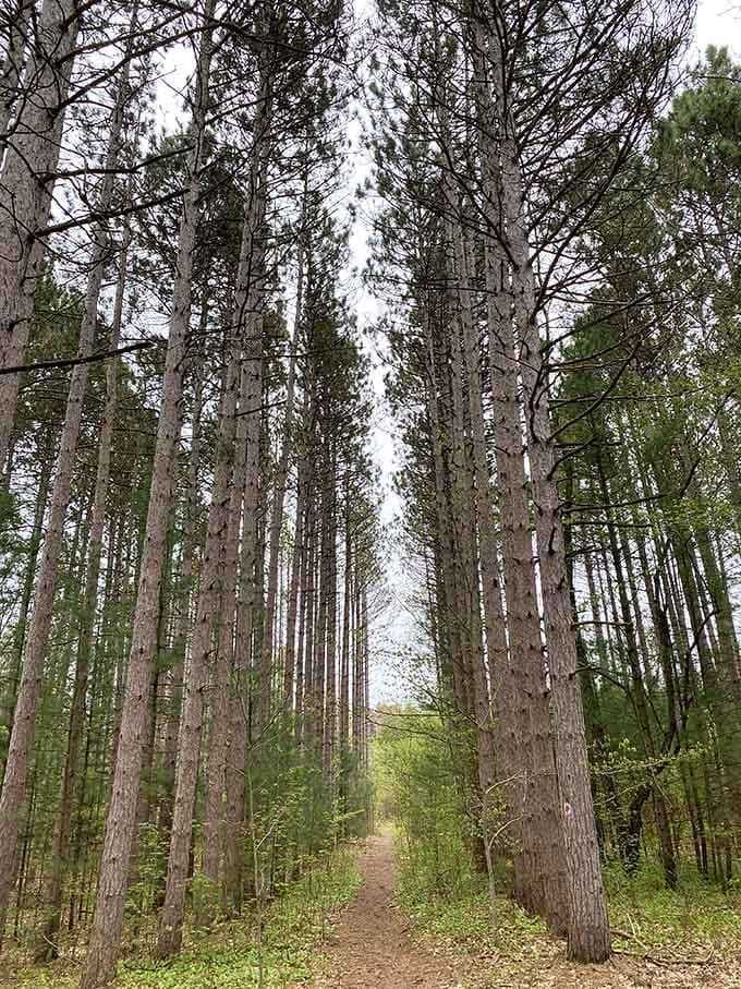 These white pines stand taller than your problems and have been here longer than your worries.