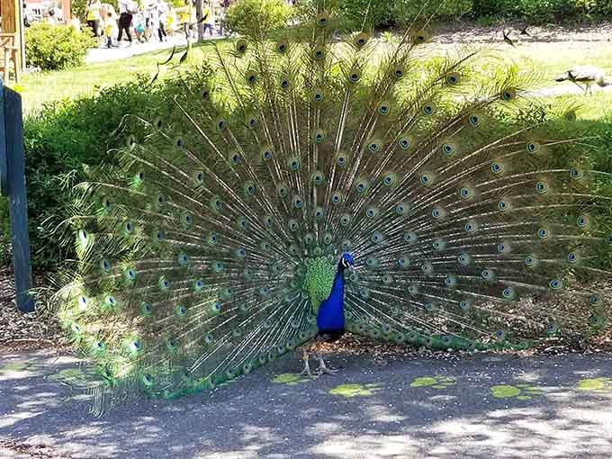 This peacock's full display rivals any Broadway production, except the tickets are significantly more affordable here.