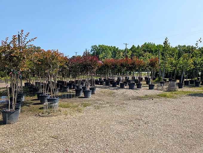 Surran's Nursery shows that even America's smallest city needs beautiful plants to brighten up the neighborhood.