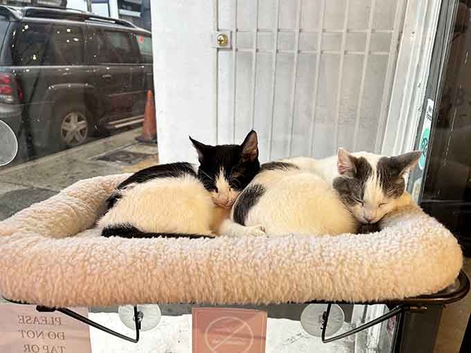Window perches offer prime people-watching real estate for kittens who take their surveillance duties very seriously indeed.