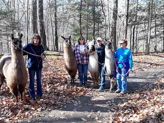 Trail buddies assembled and ready to explore, proving that the best hiking groups include at least 50 percent llamas for optimal enjoyment.