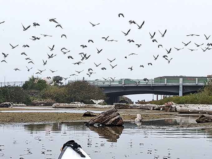 Birds take flight over the lake in a scene so picturesque it belongs on a nature documentary or your new screensaver.