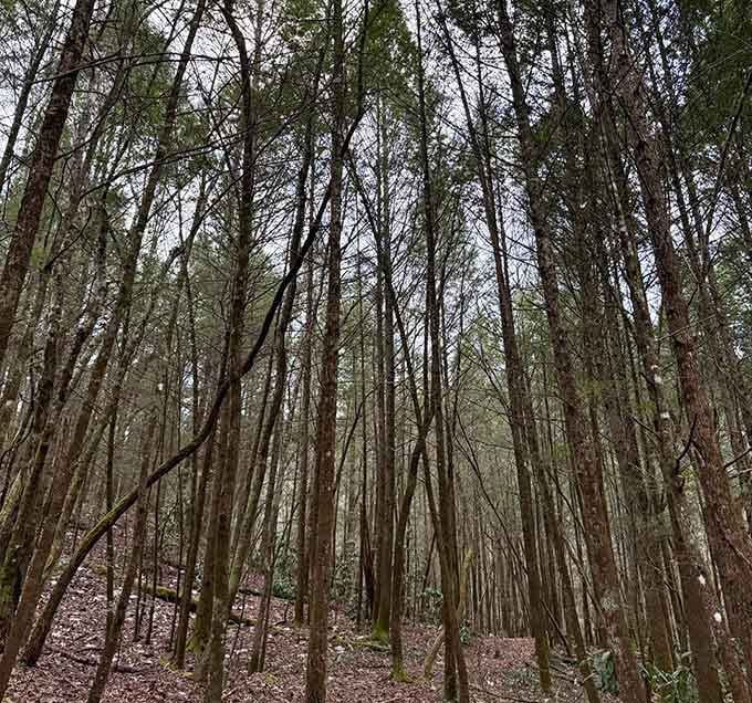 These towering trees create a cathedral ceiling that no architect could ever hope to replicate.