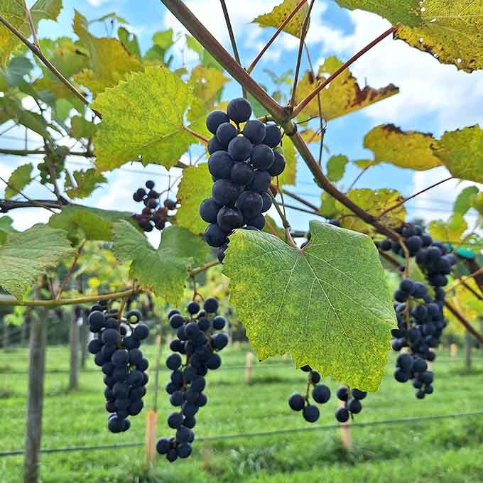 These grapes hanging heavy on the vine will soon become the wine you're enjoying on the patio.