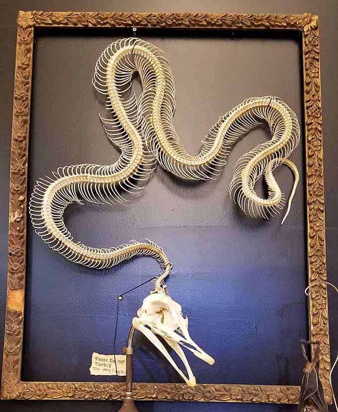 This articulated snake skeleton winds dramatically across its frame, proving that even reptiles can be elegant in their afterlife.