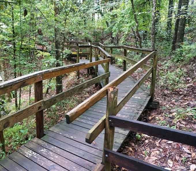 Boardwalk trails wind through the forest, making exploration accessible without requiring mountaineering skills or expensive hiking boots.