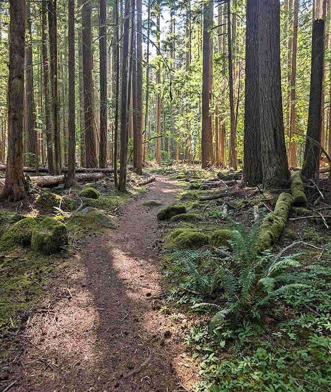 Sunlight filters through centuries-old cedars, creating shadows that dance like they're auditioning for a Spielberg film.