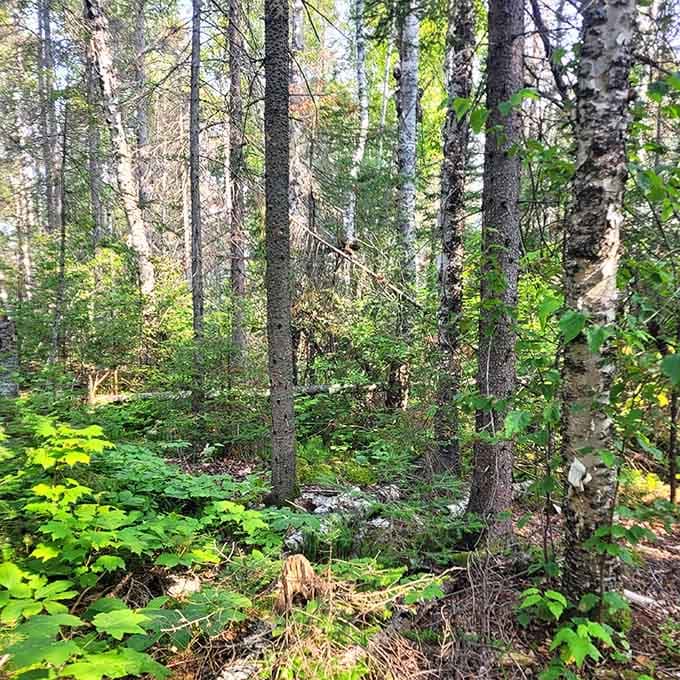 Dense forest canopy and vibrant undergrowth create the kind of green that makes your eyes happy.