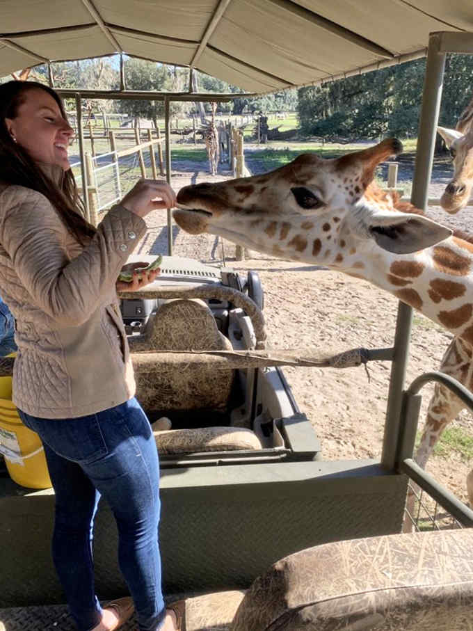 That giraffe tongue reaching into the safari vehicle is both adorable and slightly unsettling simultaneously.