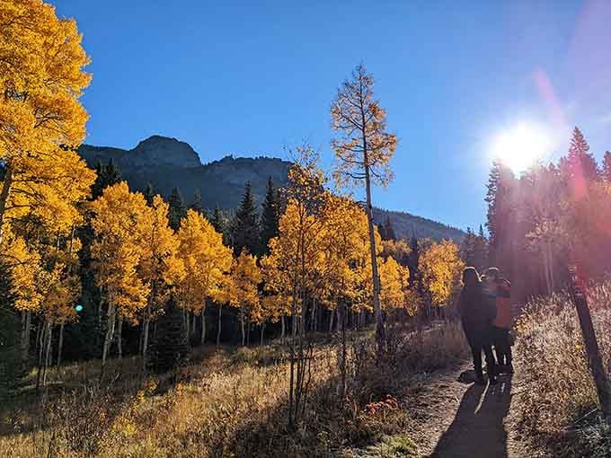 Golden aspens glowing in sunset light&mdash;this is why your camera roll exists, folks, capture this magic.