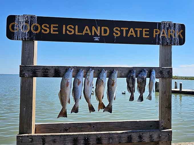 Nothing says successful fishing day quite like a lineup of fresh catches displayed with well-earned pride.