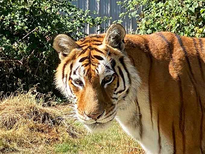 That orange coat against the green forest? Nature's color palette never disappoints, especially in Southern Oregon's sunshine.