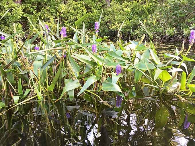 Aquatic plants add character to the pond's edges, nature's way of decorating without asking permission.