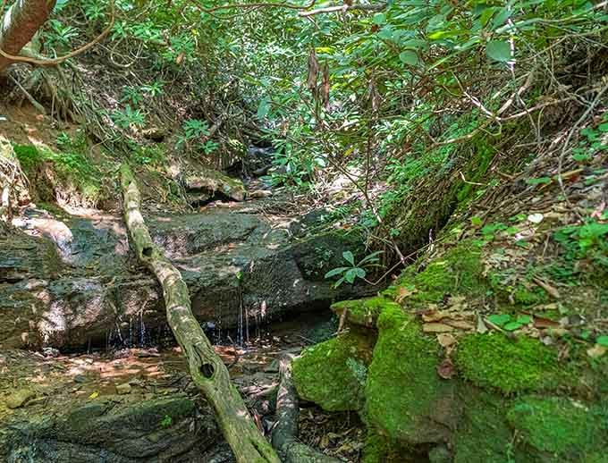 Moss-covered rocks and fallen logs create a scene straight out of a fantasy novel, minus the dragons.