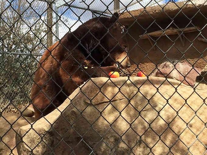 That bear enjoying enrichment time demonstrates why wild animals make terrible pets but fascinating sanctuary residents to observe.