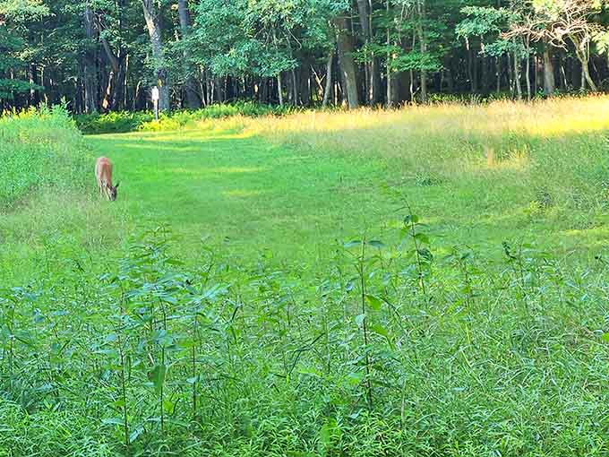 Local wildlife grazing peacefully, reminding you that you're visiting their neighborhood, not the other way around.