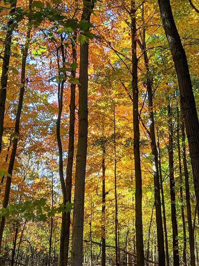 Autumn transforms the surrounding forest into a golden cathedral, making playground visits feel downright magical in October.
