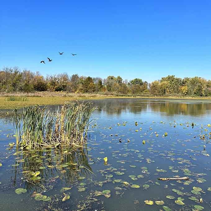 Birds in flight over lily-pad waters, capturing that National Geographic moment without leaving Pennsylvania's borders.