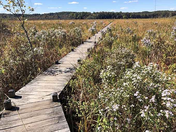 The boardwalk stretches across autumn wetlands, proving that Maryland's backyard rivals any postcard destination.