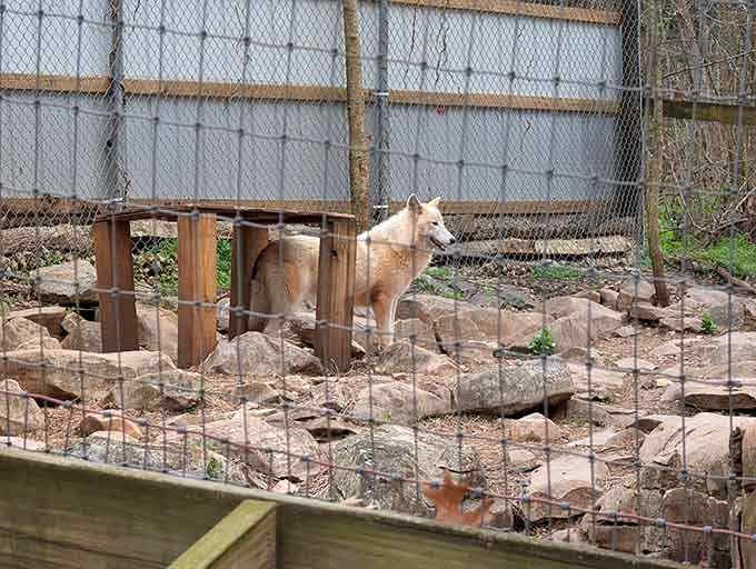 This wolf surveying its domain with the confidence of someone who knows they're the coolest predator in the park.