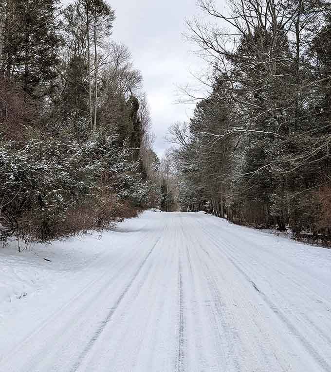 Forest trails wind through trees like nature's own maze, except getting lost here is actually the whole point.