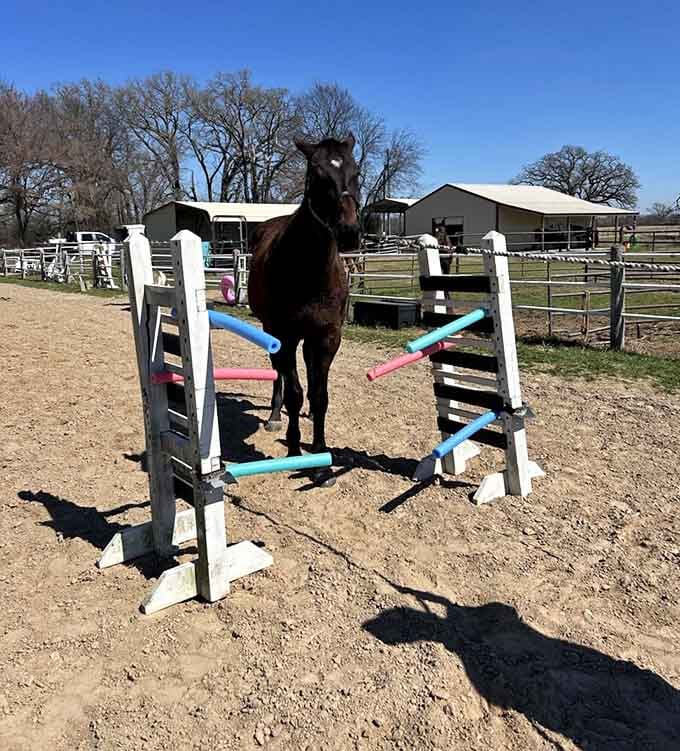 These training obstacles help horses and riders build skills, confidence, and trust together one jump at a time.