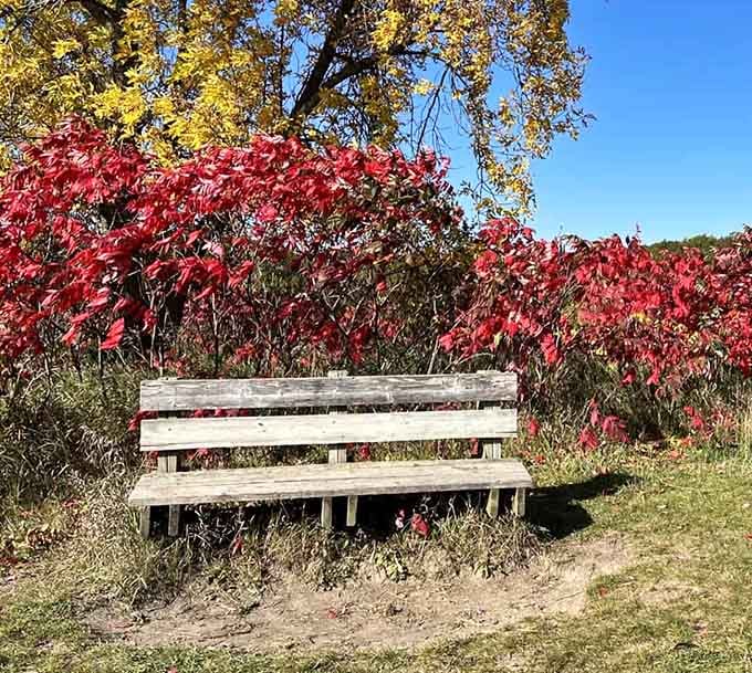 A bench with a view that's worth every step it took to get here, trust me.