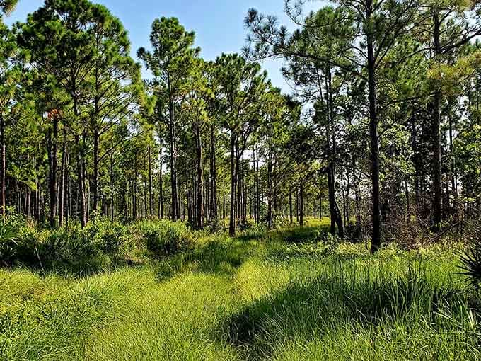 These pine forests look exactly like Florida did before we decided concrete was more important than trees.