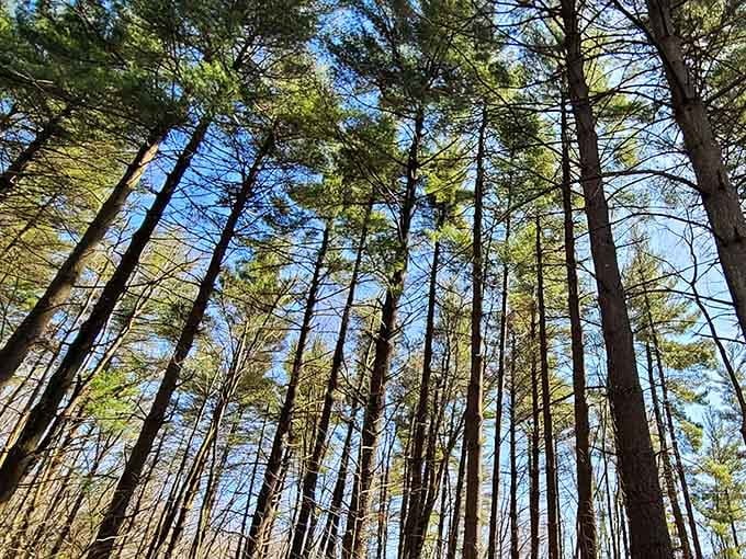 Towering pines create natural cathedral ceilings that put fancy architecture to shame, and the admission price is unbeatable.