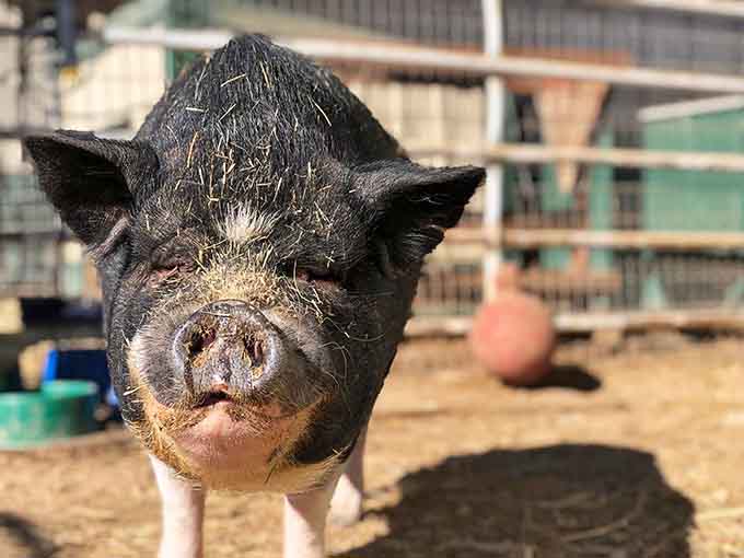This pot-bellied pig's expression suggests they know exactly how charming they are and aren't afraid to use it strategically.