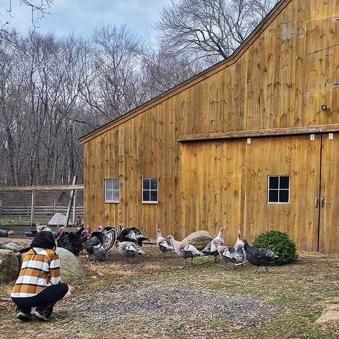 Farm life in Madison, where even the turkeys seem to know they're living in paradise.