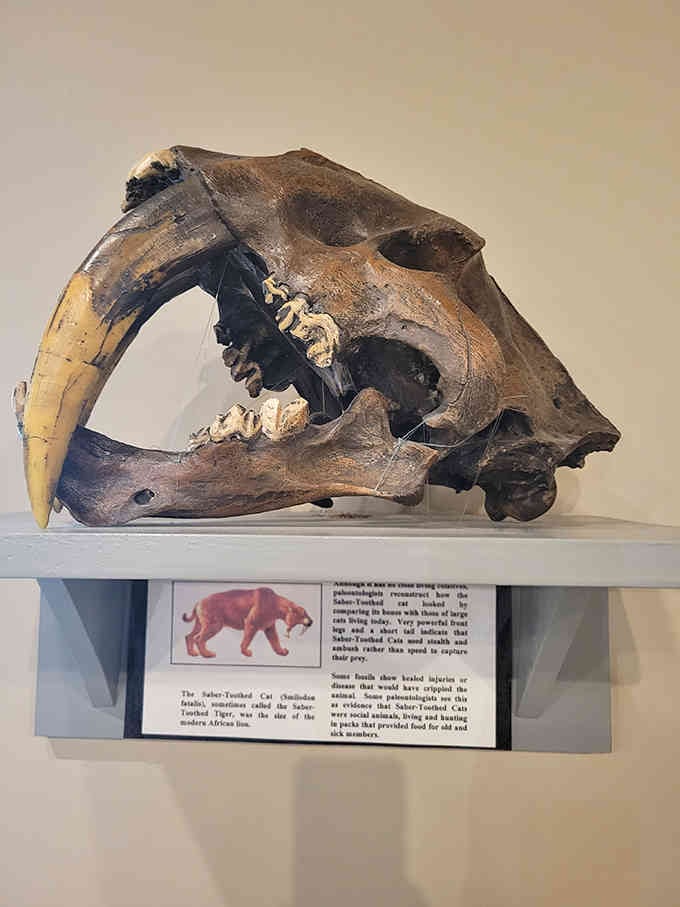 That saber-toothed cat skull reminds us that prehistoric Virginia had much scarier predators than today's aggressive drivers.