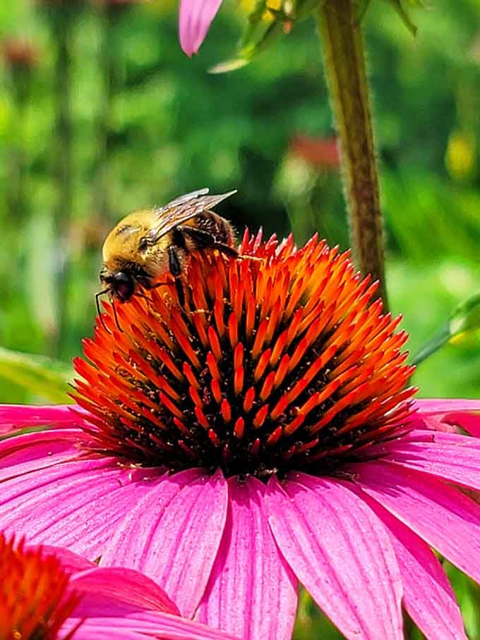 Even the bees know where to find the best flowers in Passaic County.